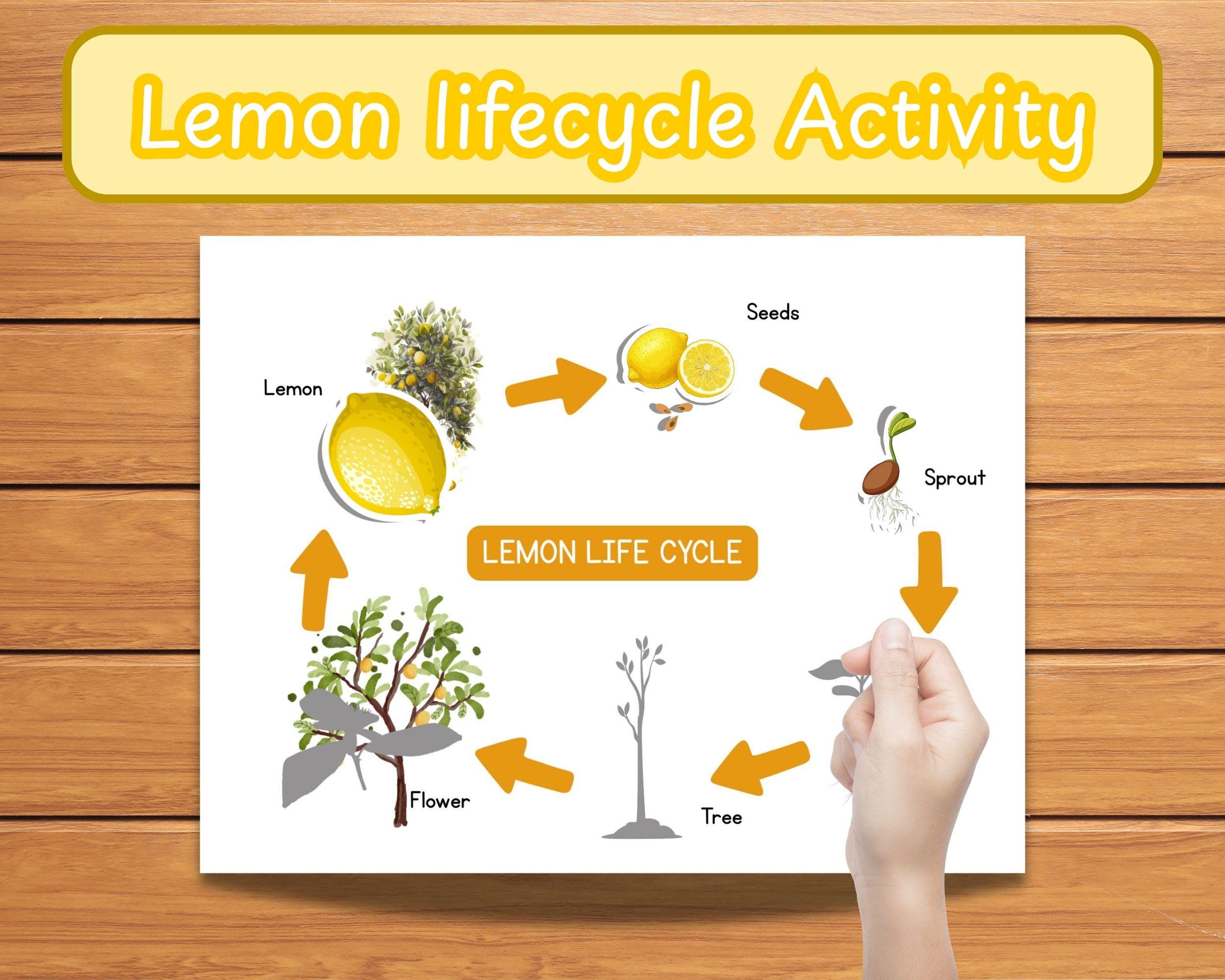 Lemon Life Cycle Activity for Kids – Fun and Educational Printable - Etsy