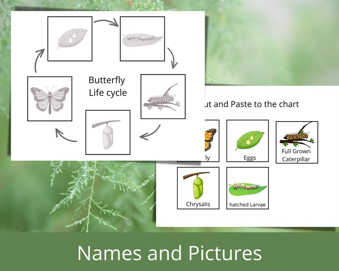 Butterfly Life Cycle Label Cut and Paste Activity Worksheets for ...