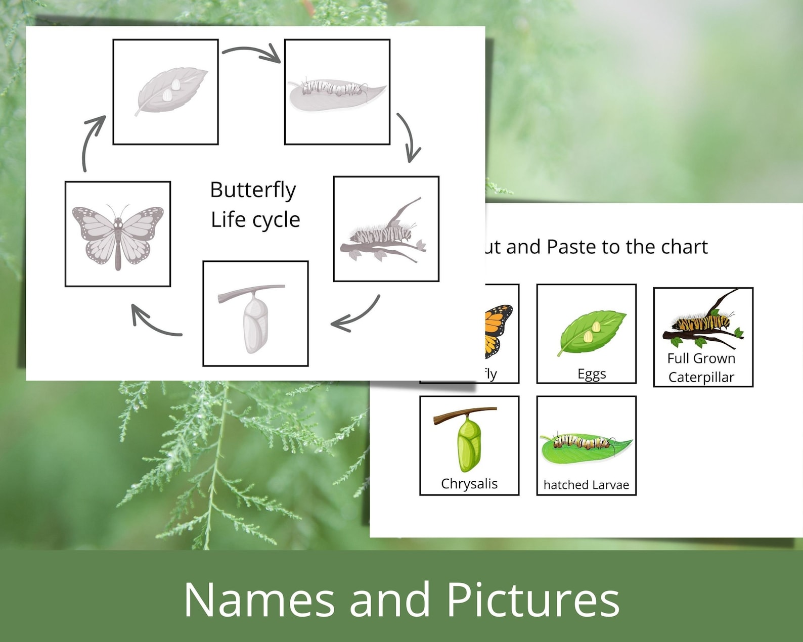 Butterfly Life Cycle Label Cut and Paste Activity Worksheets for ...