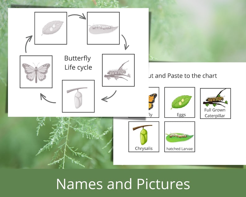 Butterfly Life Cycle Label Cut and Paste Activity Worksheets for ...