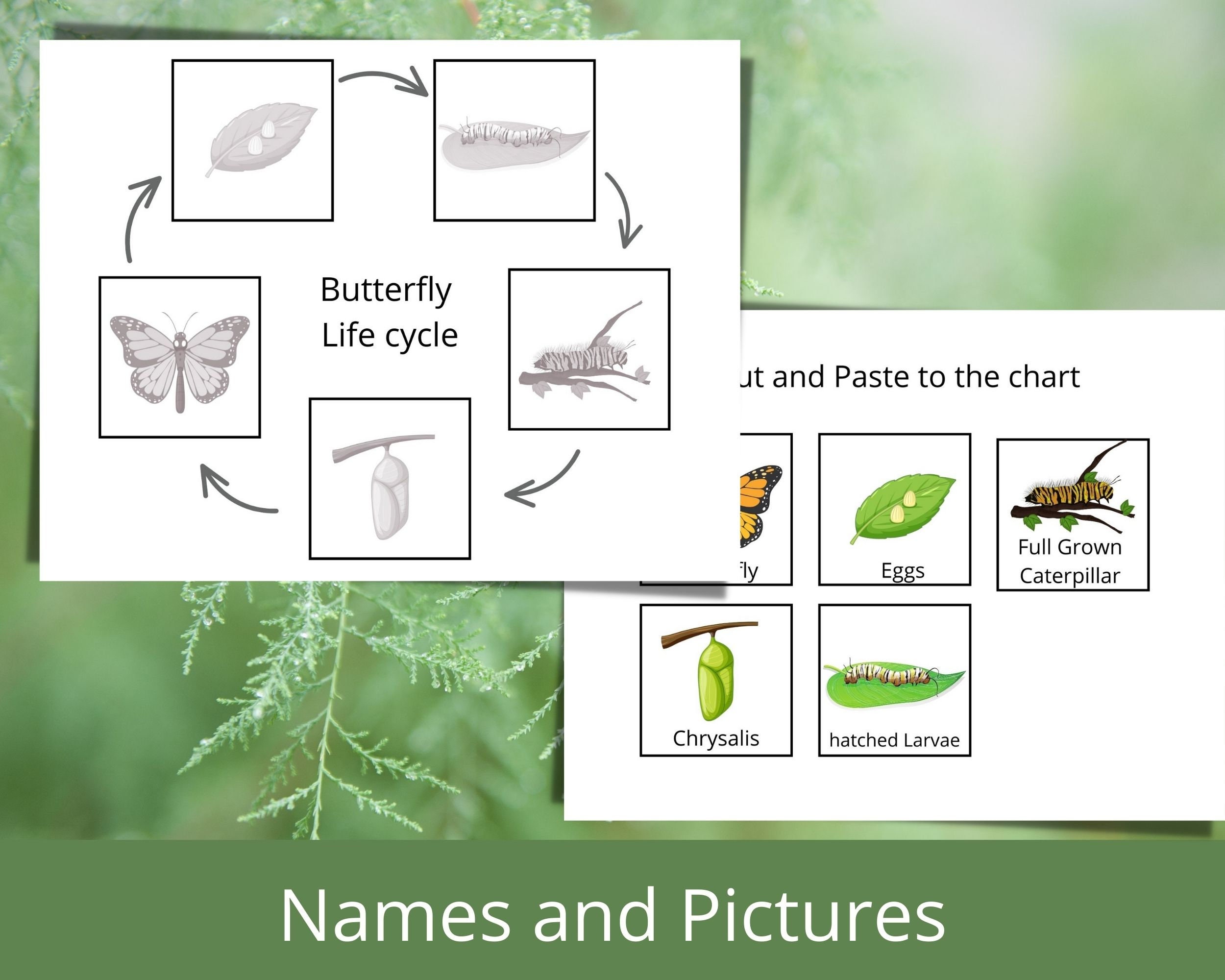 Butterfly Life Cycle Label Cut and Paste Activity Worksheets for ...