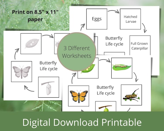 Butterfly Life Cycle Label Cut and Paste Activity Worksheets - Etsy