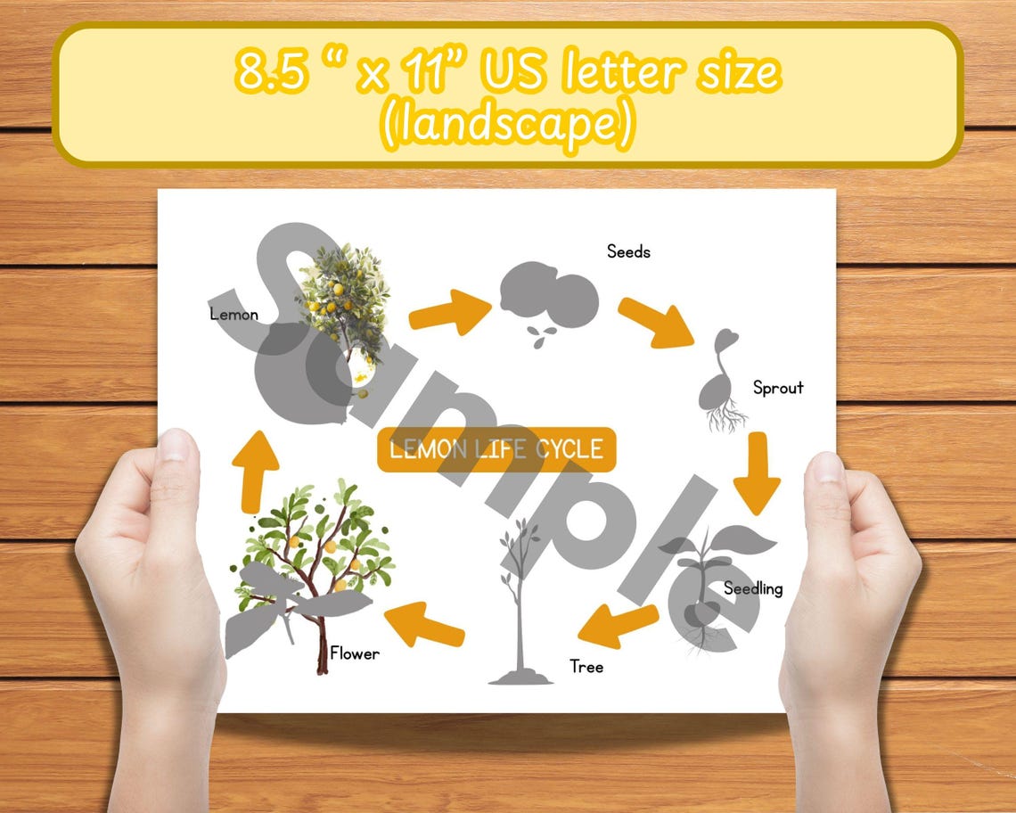 Lemon Life Cycle Activity for Kids – Fun and Educational Printable - Etsy
