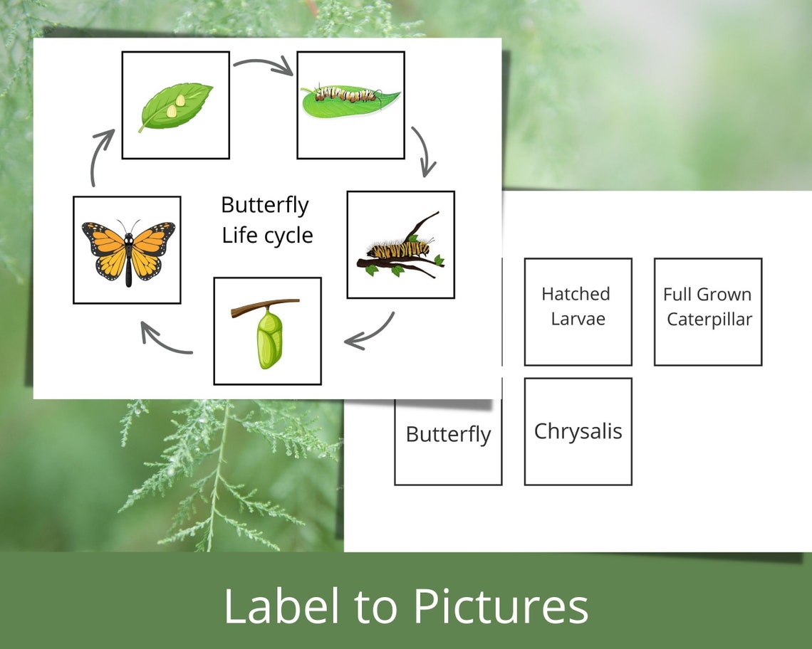 Butterfly Life Cycle Label Cut and Paste Activity Worksheets for ...