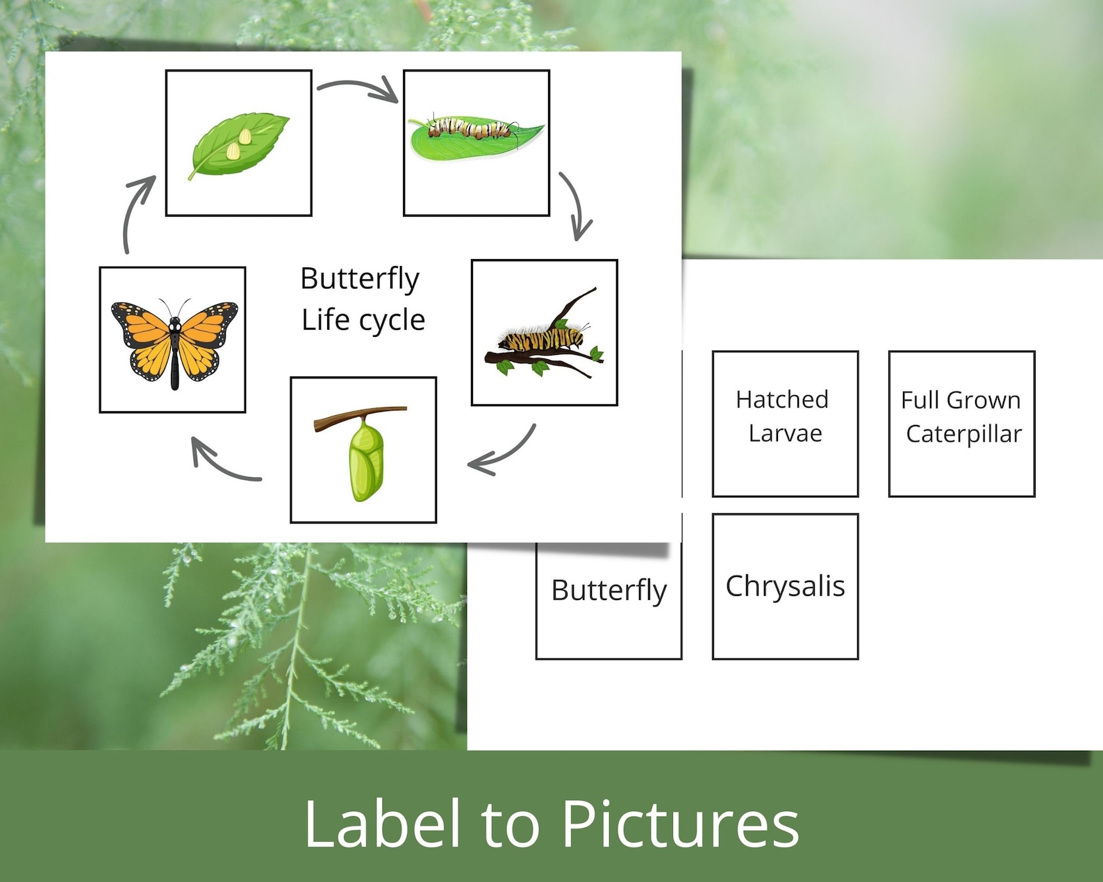 Butterfly Life Cycle Label Cut and Paste Activity Worksheets for ...