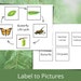 Butterfly Life Cycle Label Cut and Paste Activity Worksheets for ...