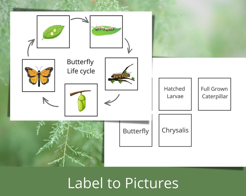Butterfly Life Cycle Label Cut and Paste Activity Worksheets for ...
