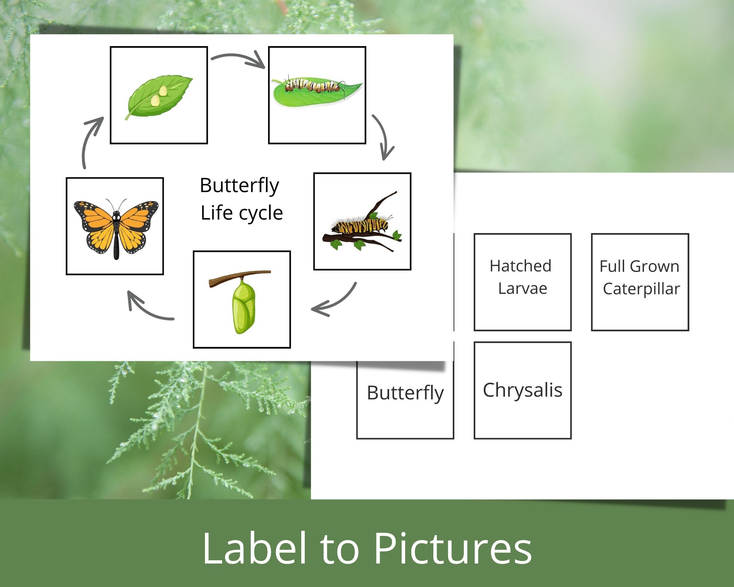 Butterfly Life Cycle Label Cut and Paste Activity Worksheets for ...