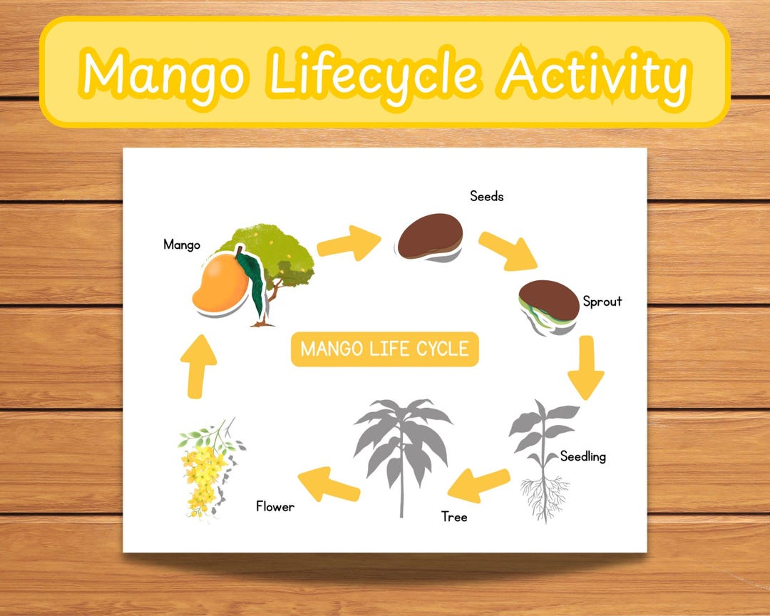 Mango Life Cycle Activity for Kids – Fun and Educational Printable - Etsy