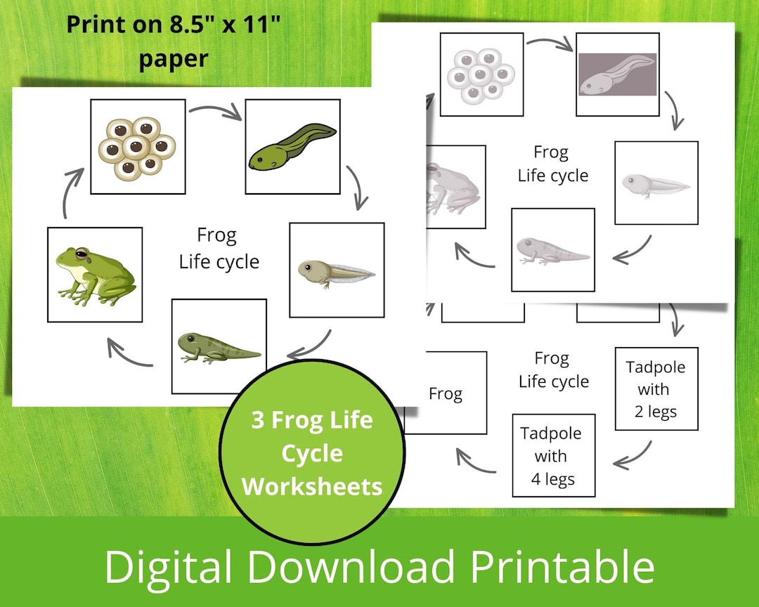 Frog Life Cycle Label Cut and Paste Activity Worksheets for Preschool ...