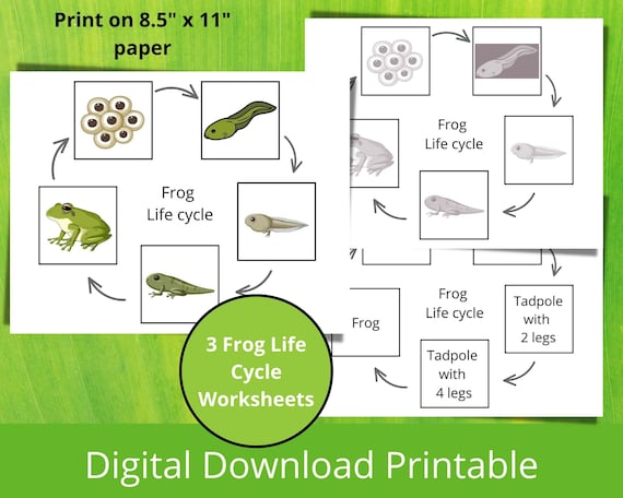 Frog Life Cycle Worksheet Cut And Paste