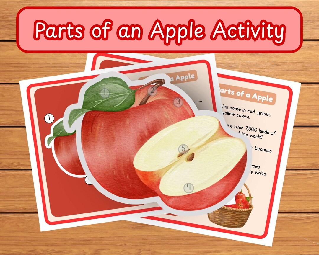 Apple Anatomy Activity | Tracing and Labeling Worksheet (printable) - Etsy