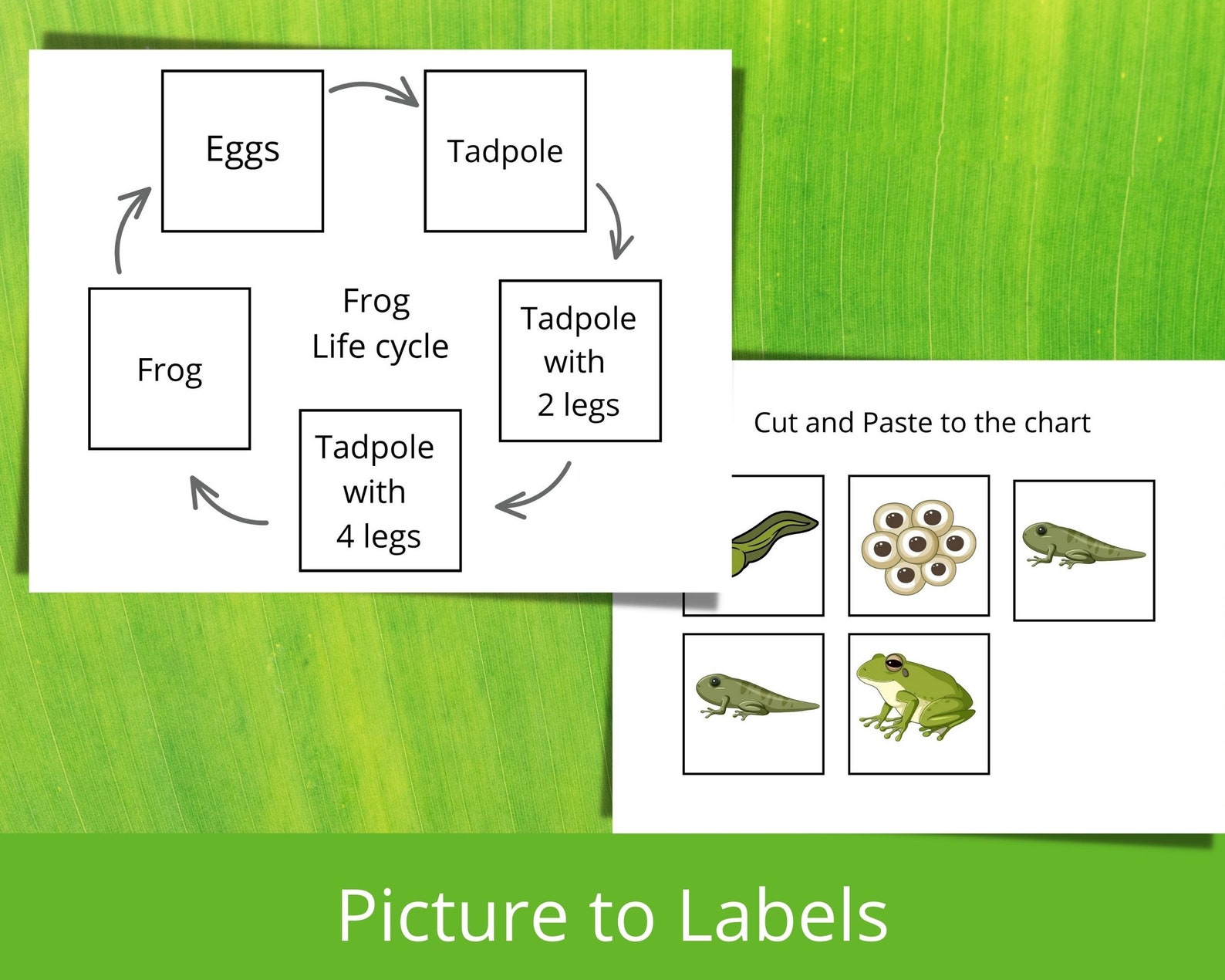 Frog Life Cycle Label Cut and Paste Activity Worksheets for - Etsy