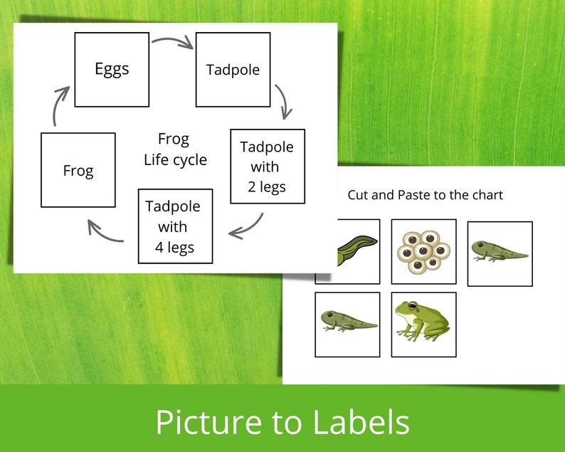 Frog Life Cycle Label Cut and Paste Activity Worksheets for Preschool ...
