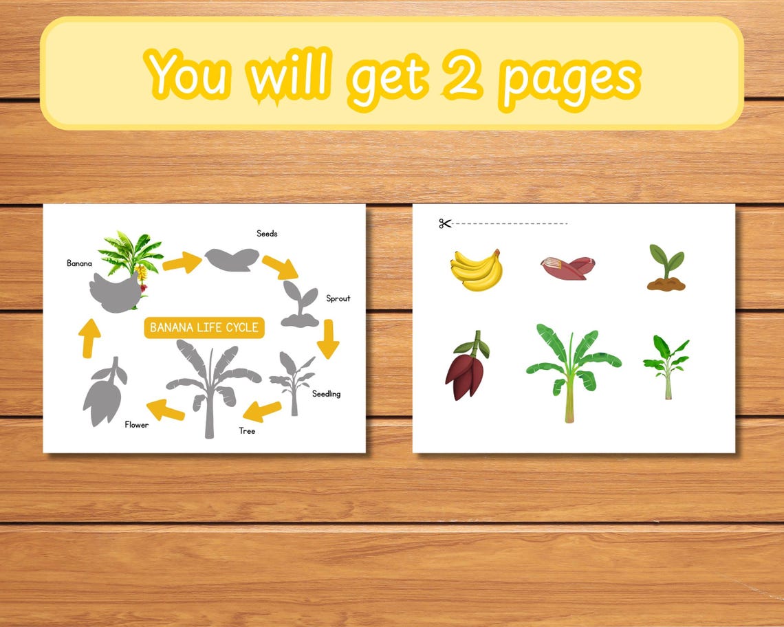 Banana Life Cycle Activity for Kids – Fun and Educational Printable - Etsy