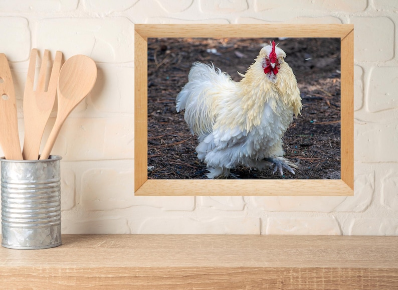 Rooster Photo: Silkie Frizzle Chicken Portrait, Farmhouse Decor - Etsy