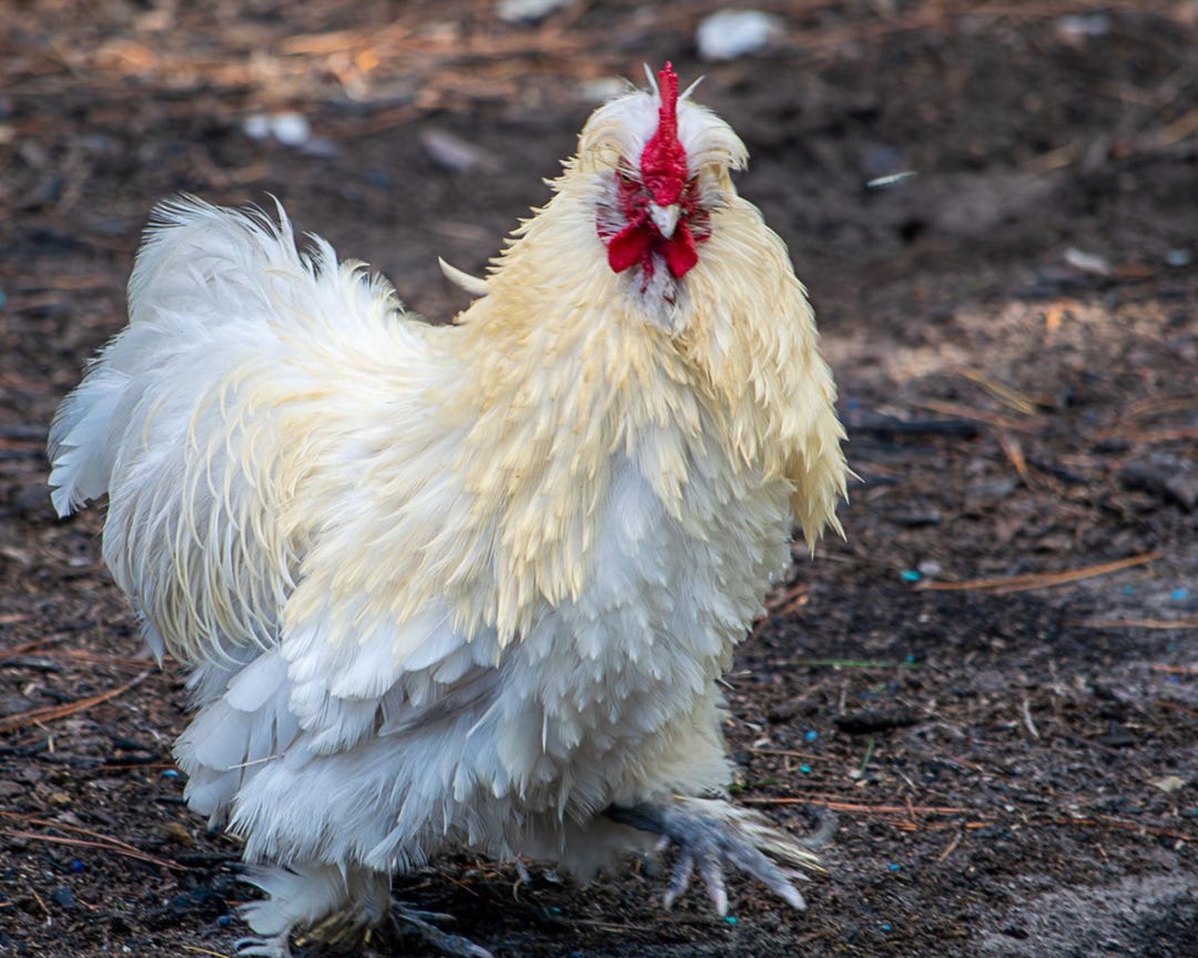 Rooster Photo: Silkie Frizzle Chicken Portrait, Farmhouse Decor - Etsy