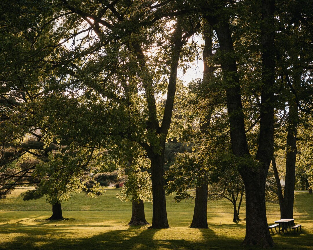Pennsylvania Trees Photo, Legion Keener Park Print - Etsy