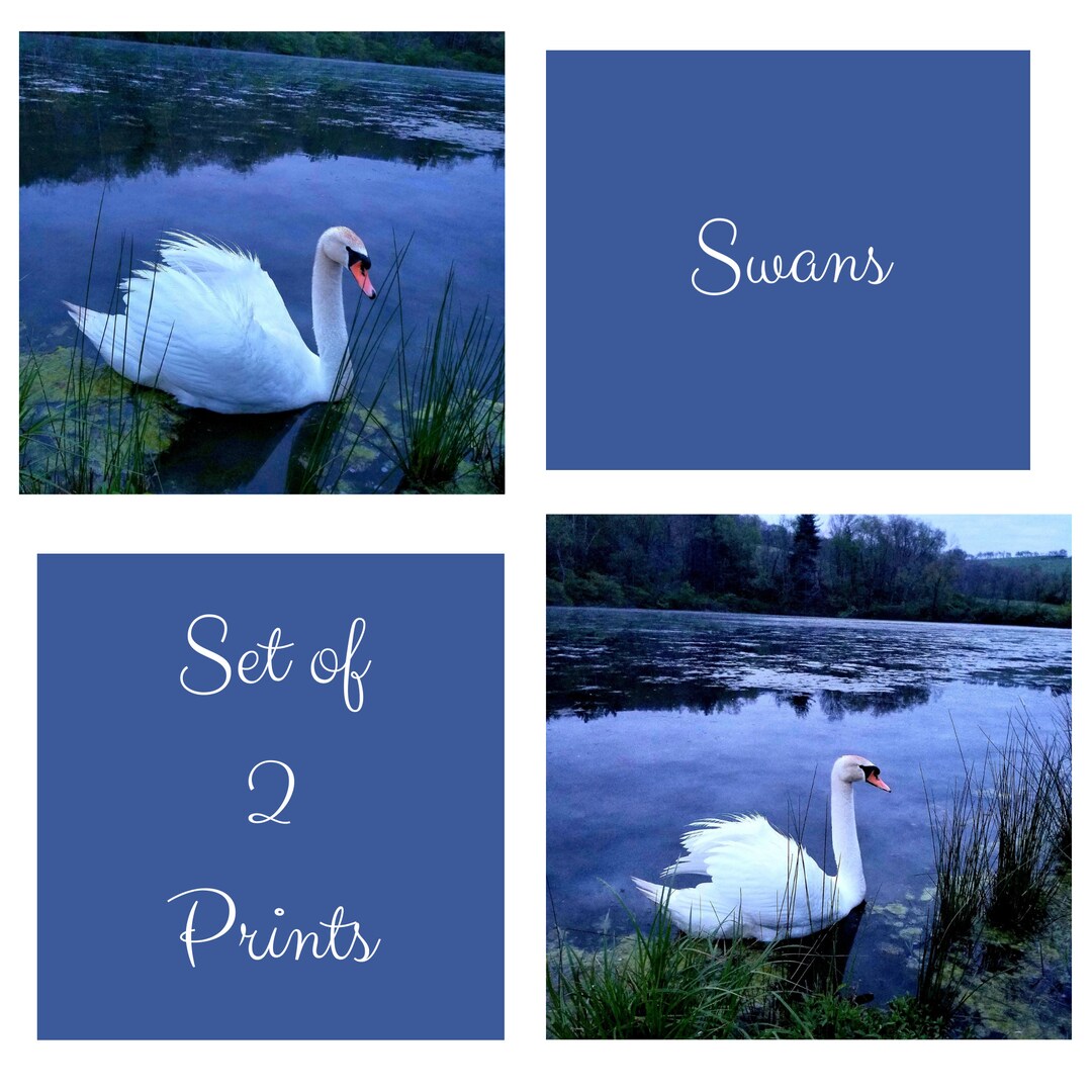 Swan Photo, Swan Photography Print, Swan Prints, Swan Portraits, Swans ...