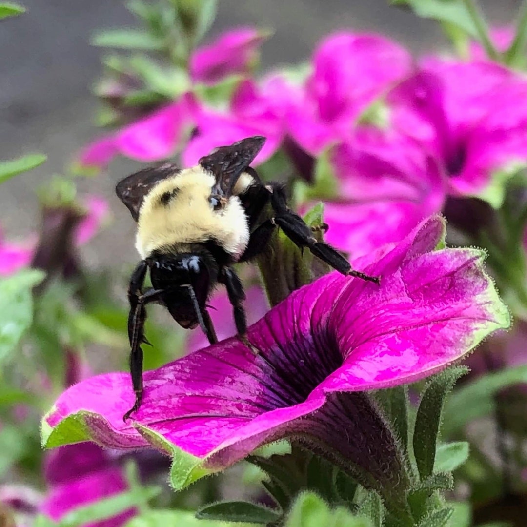 Bumblebee Photo Printable, Bumblebee Close up Photo, Bumblebee on A ...