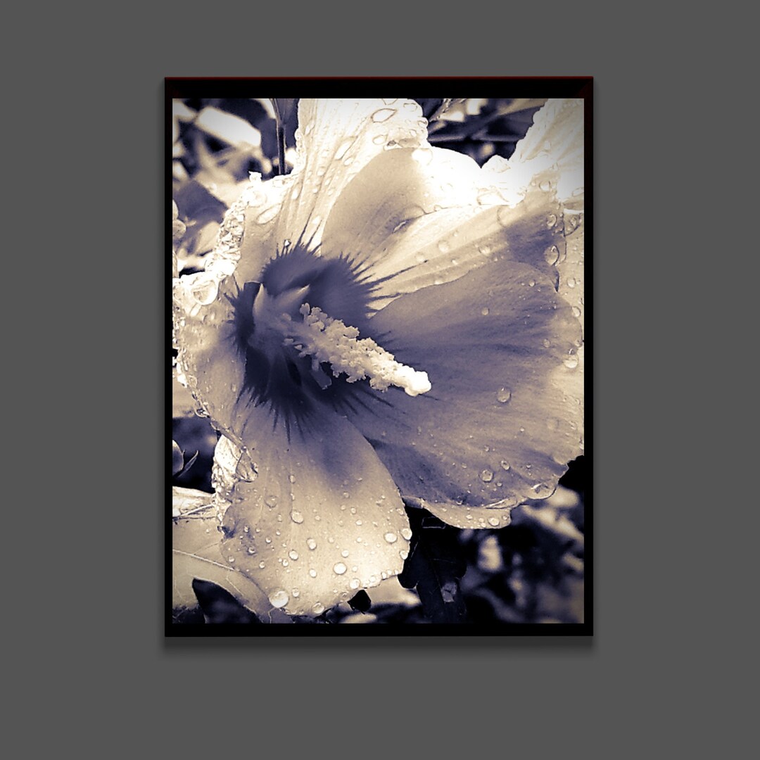 Rose of Sharon Photo Printable, Flower Photo, Rose of Sharon Flower ...
