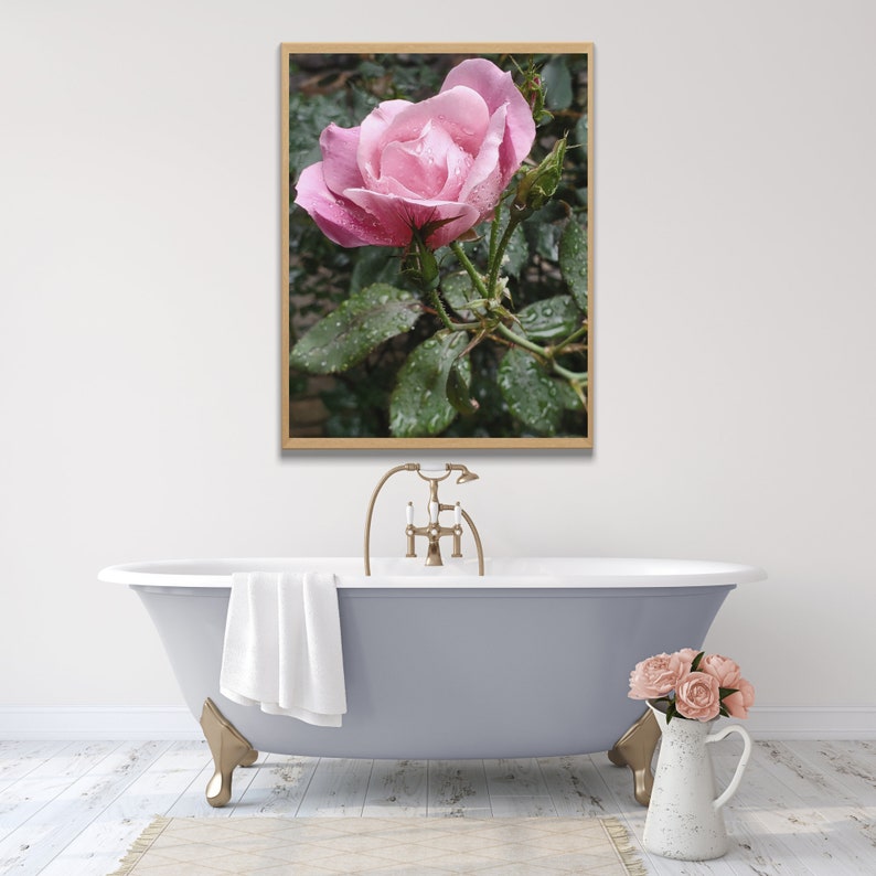 Pink Rose in Rain Photography Print - Etsy