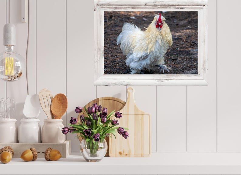 Rooster Photo: Silkie Frizzle Chicken Portrait, Farmhouse Decor - Etsy