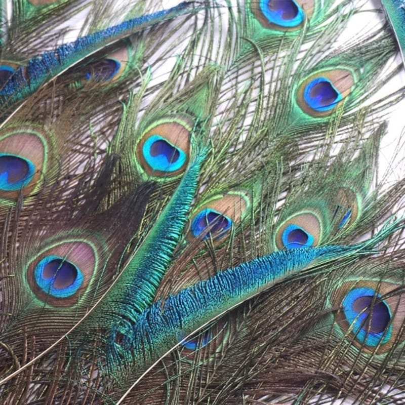Buy Small Natural Peacock Feathers Online In India - Etsy India