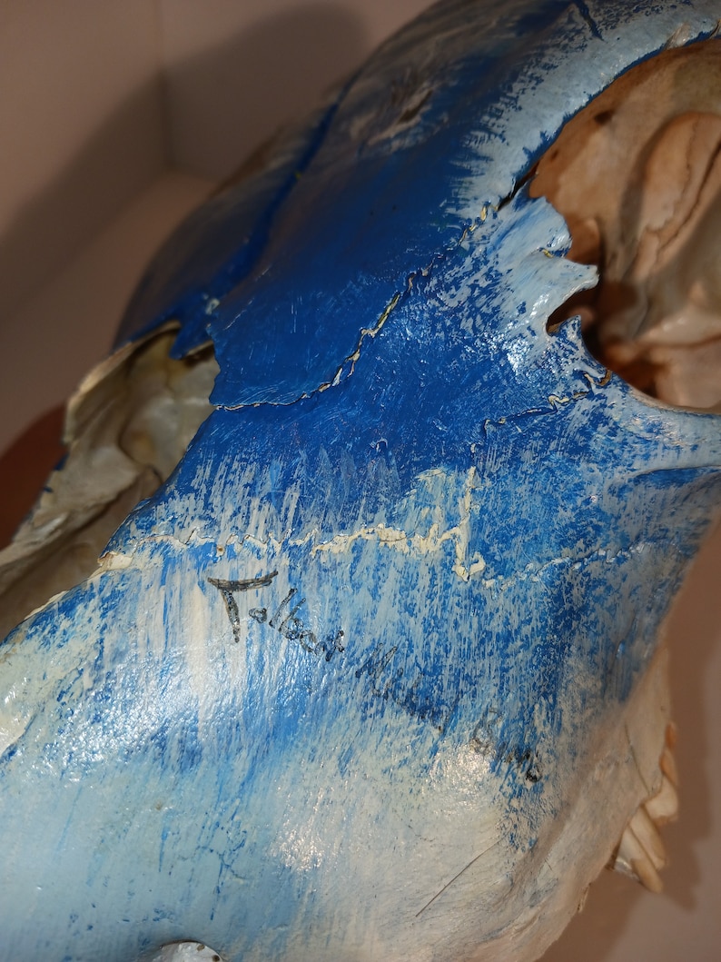 Painted Cow Skull Native American Artist Signed - Etsy