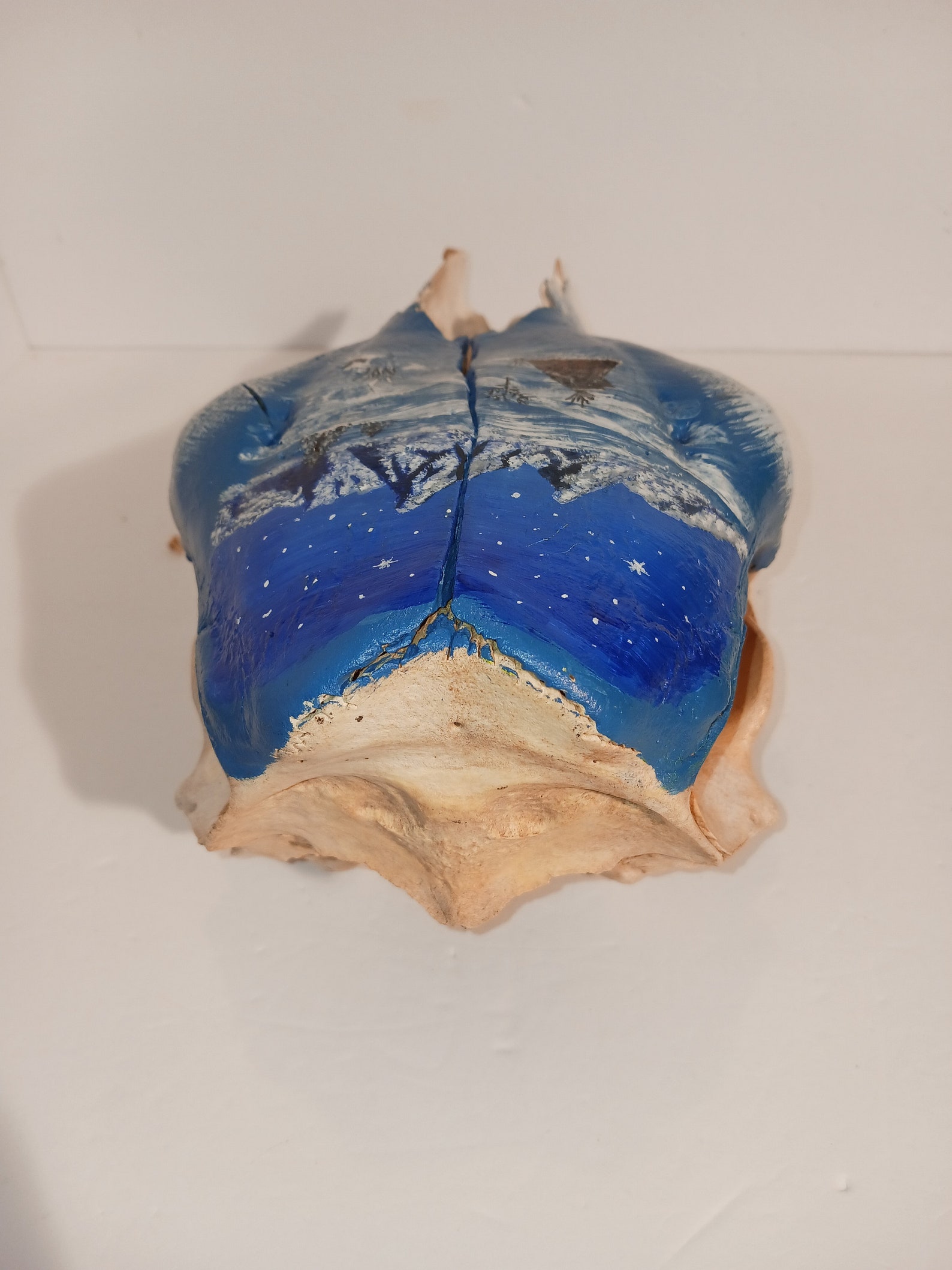 Painted Cow Skull Native American Artist Signed - Etsy