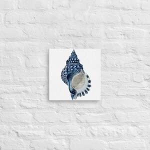 Indigo Blue Conch Shell Digitally Enhanced Vintage Illustration Canvas ...
