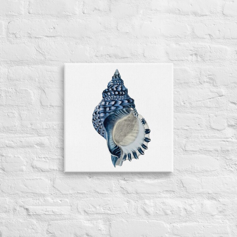 Indigo Blue Conch Shell Digitally Enhanced Vintage Illustration Canvas ...