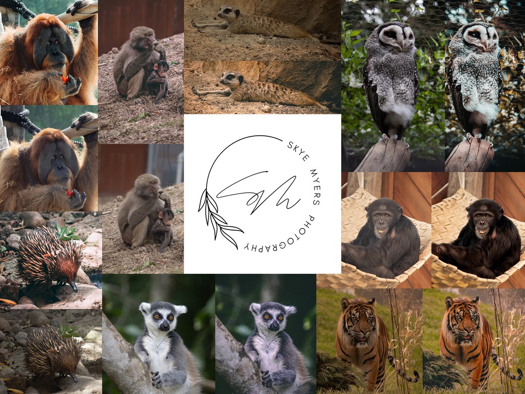 Wildlife Photo Retouching | Animal Edits | Pro Photo Editing Services ...