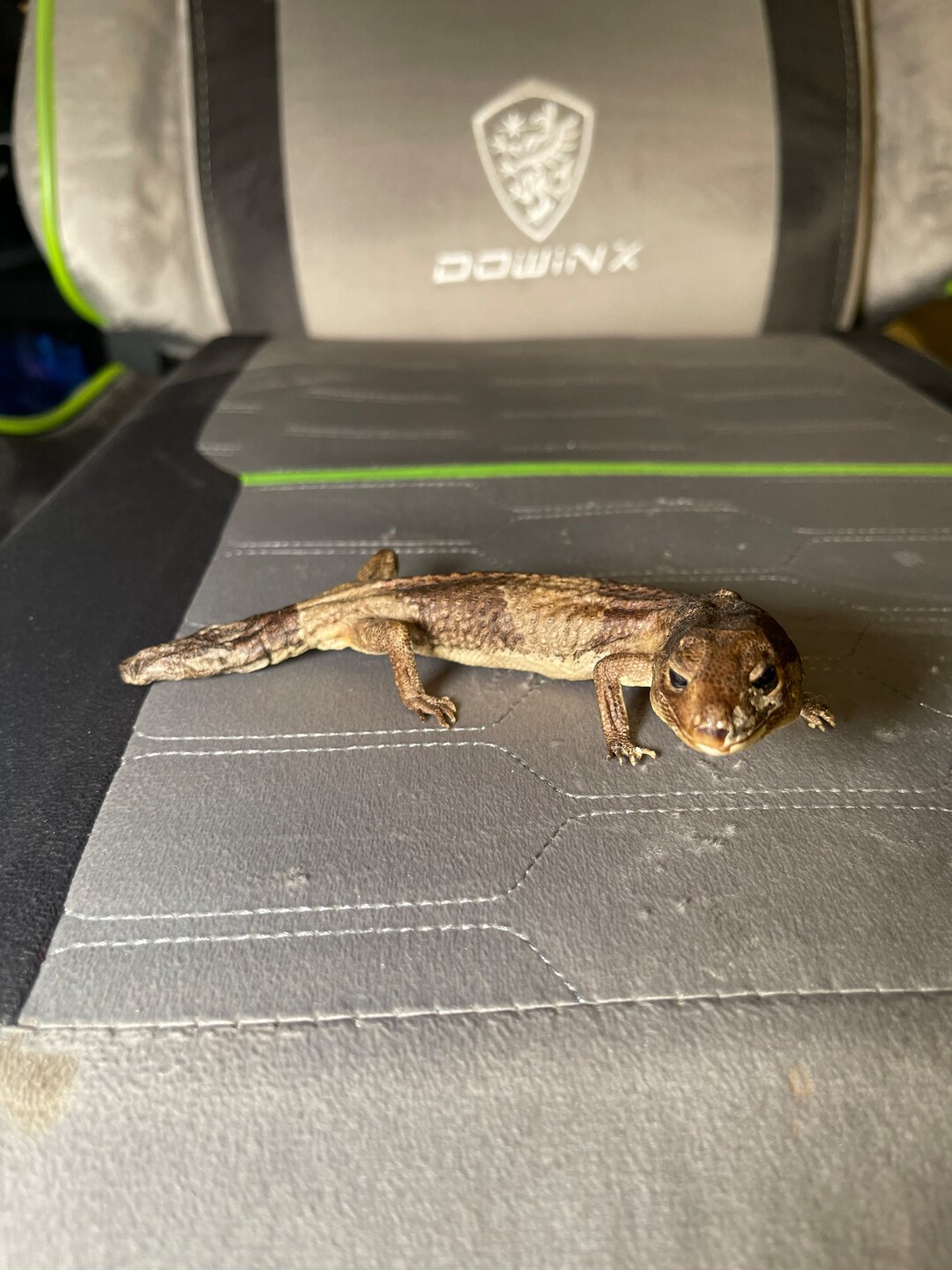 Freeze Dried Fat Tail Gecko - Etsy