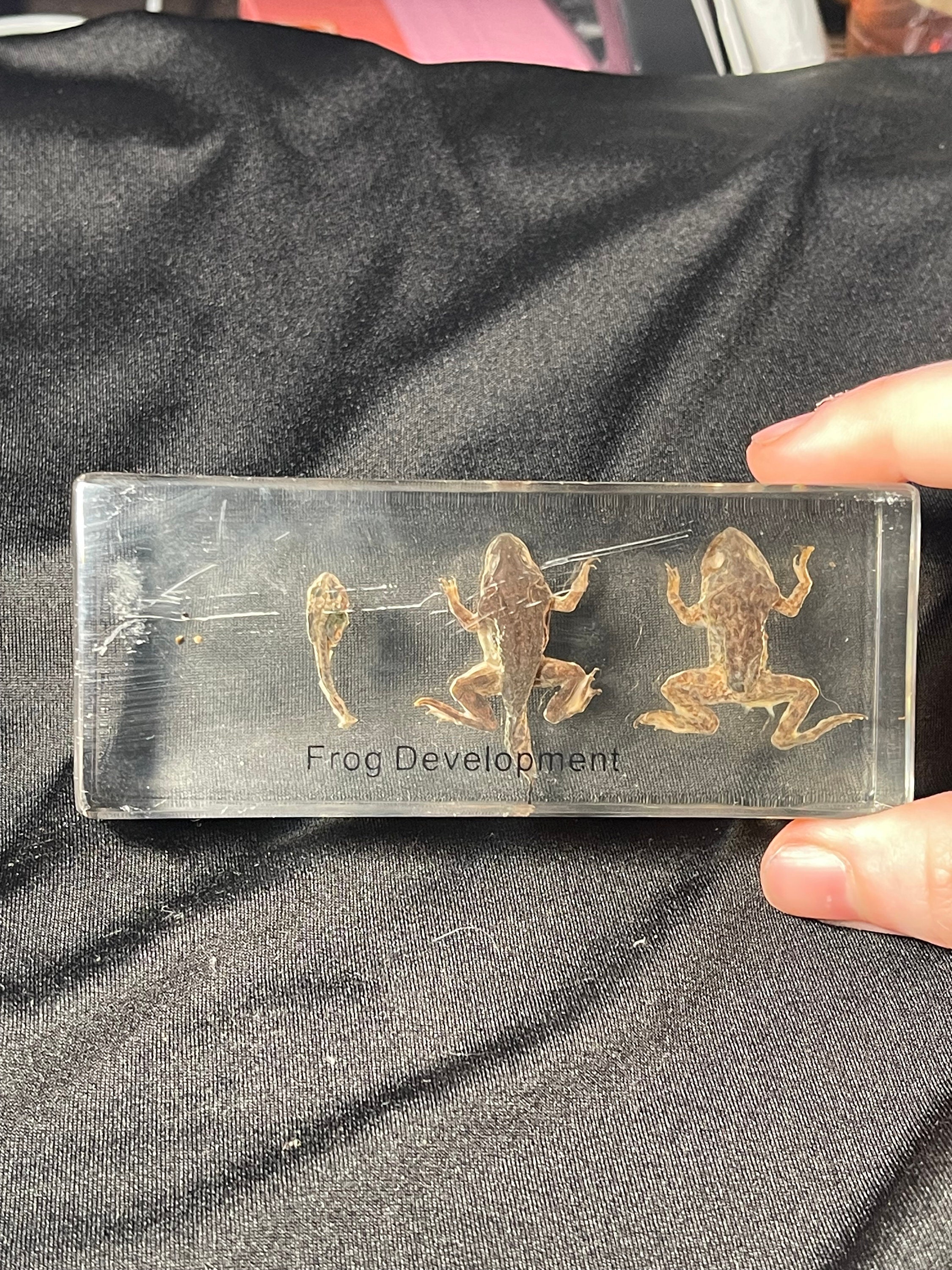 Frog Life Cycle Defect With Scratch - Etsy