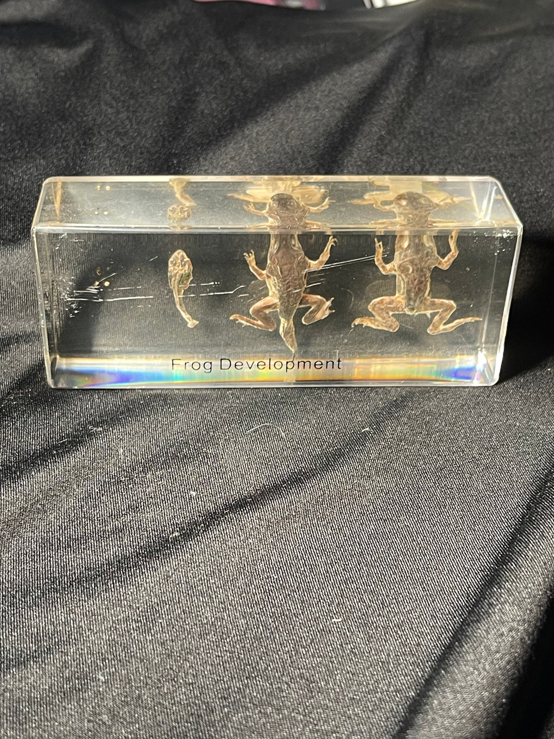 Frog Life Cycle Defect With Scratch - Etsy