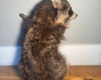 Beautiful Raccoon Shoulder den Mount Taxidermy Mammal Man Cave Cabin ...