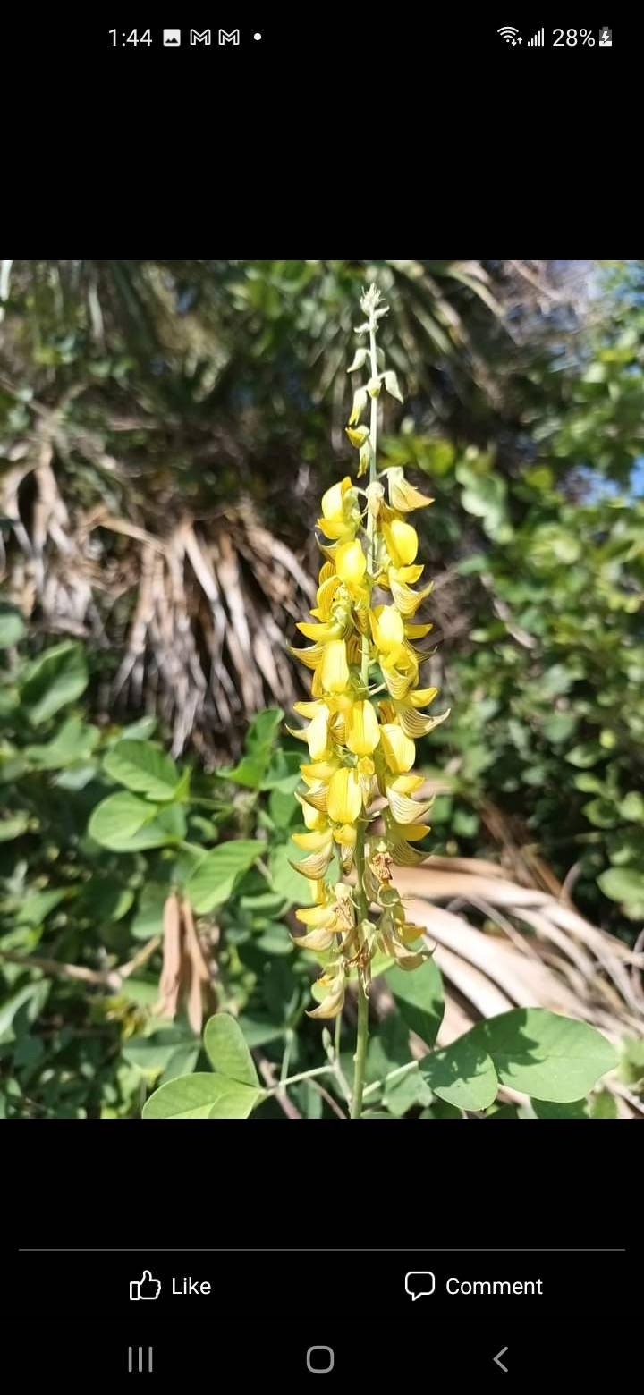 15 Yellow Showy Rattlebox Seeds - Etsy