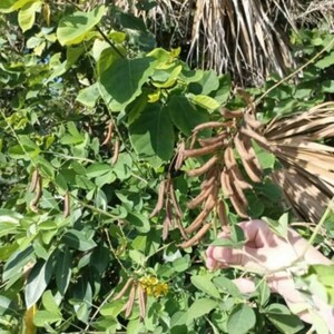 15 Yellow Showy Rattlebox Seeds - Etsy