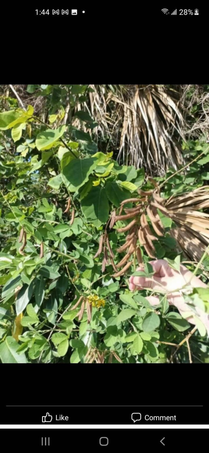 15 Yellow Showy Rattlebox Seeds - Etsy