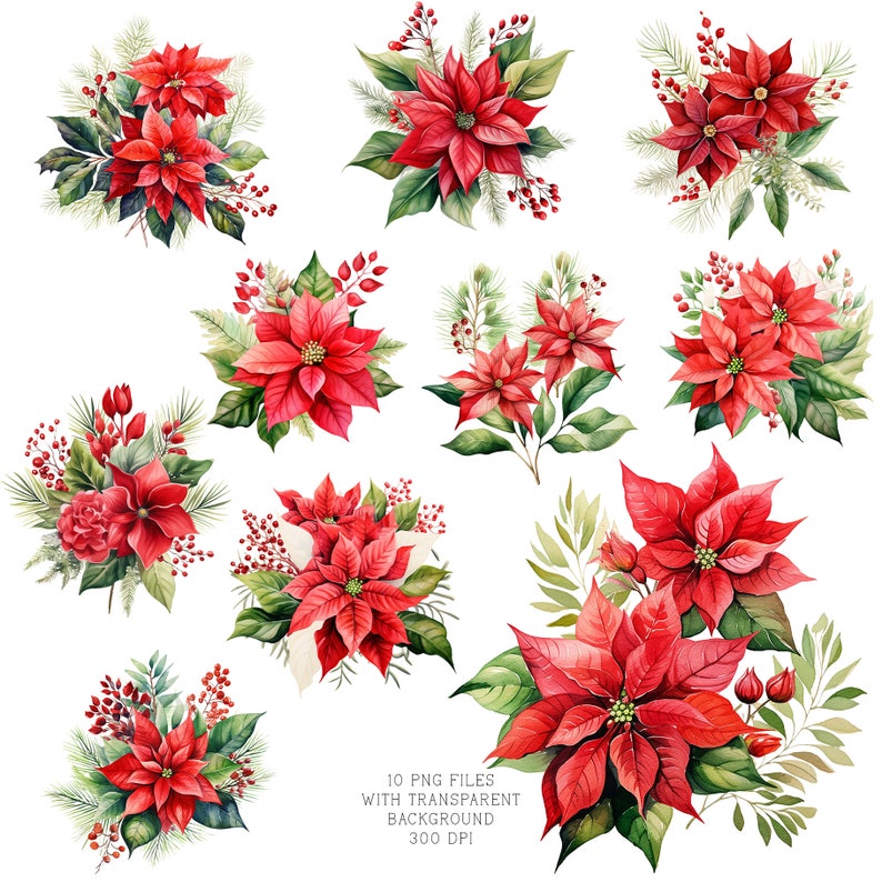 Watercolor Poinsettia Bouquets, Poinsettia PNG, Christmas Flower ...