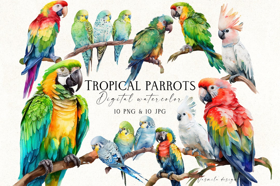 Watercolor Tropical Parrots PNG, Tropical Birds Clipart, Watercolor ...