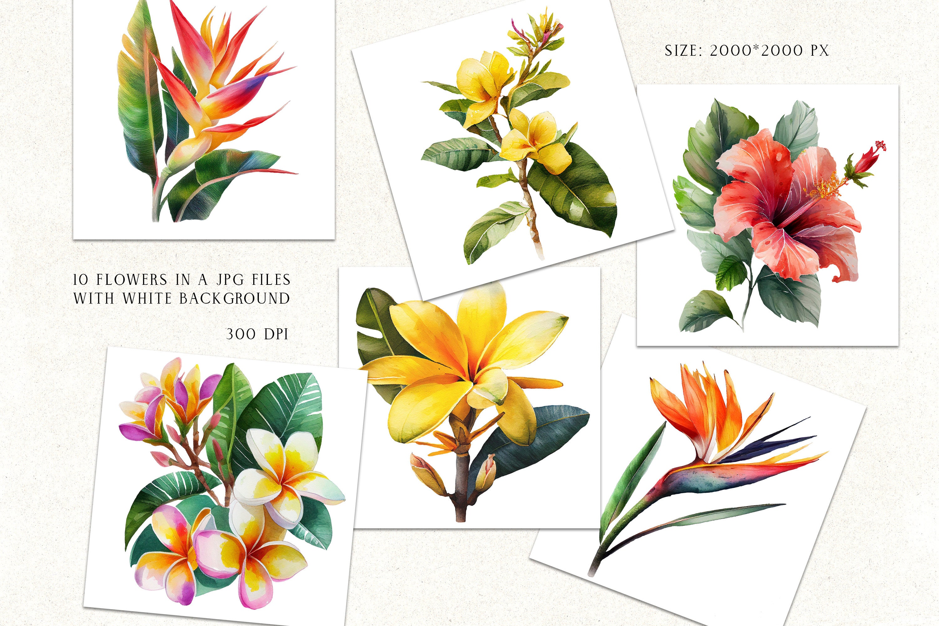Watercolor Tropical Flowers Clipart Colorful Floral - Etsy