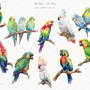 Watercolor Tropical Parrots PNG, Tropical Birds Clipart, Watercolor ...