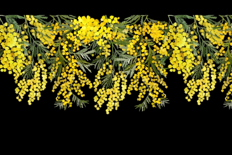 Border Mimosa Flowers PNG Floral Yellow Garland Flower - Etsy