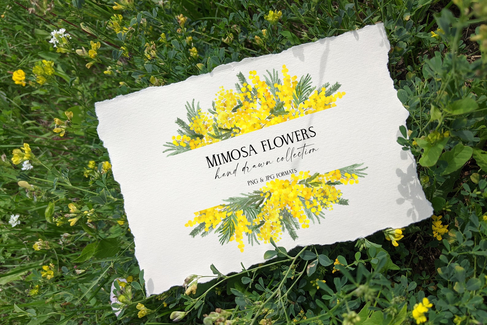 Mimosa Flowers Borders Frames PNG, Spring Yellow Floral Garlands ...