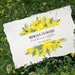 Mimosa Flowers Borders Frames PNG, Spring Yellow Floral Garlands ...