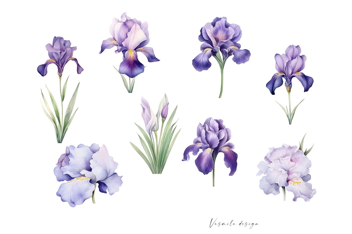 Watercolor Iris Flowers Clipart: Blooming Bouquets PNG (digital ...