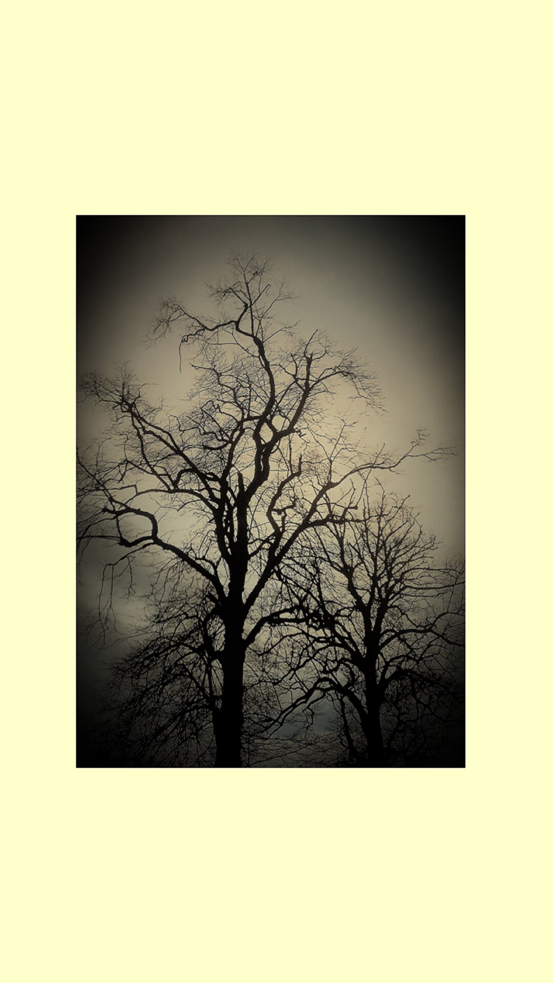 A3 Trees in Black and White - Etsy