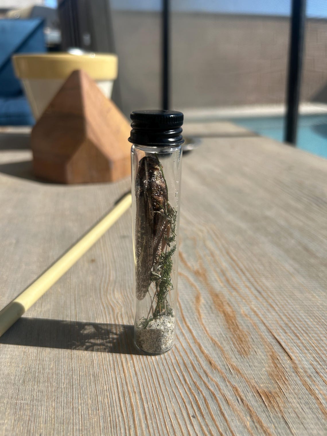 Grasshopper in Jar Bug Specimen Bug Display Oddities and Curiosities ...